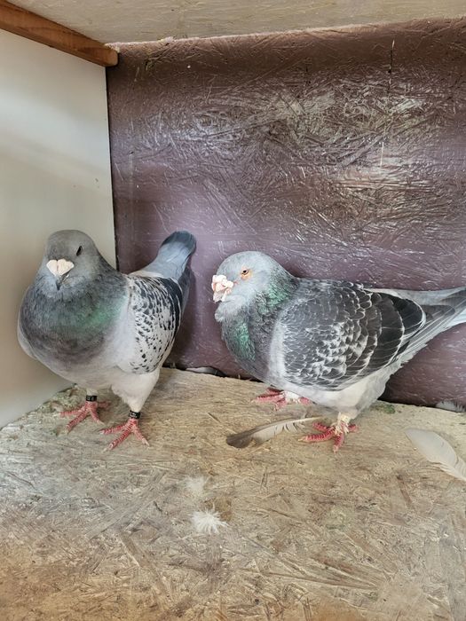 Porumbei voiajor standard Branesti • OLX.ro