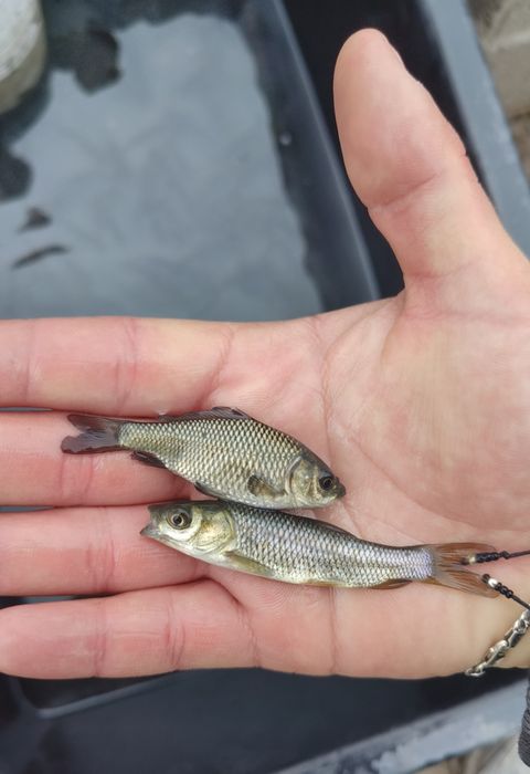 Puiet crap ten sânger Campia Turzii • OLX.ro