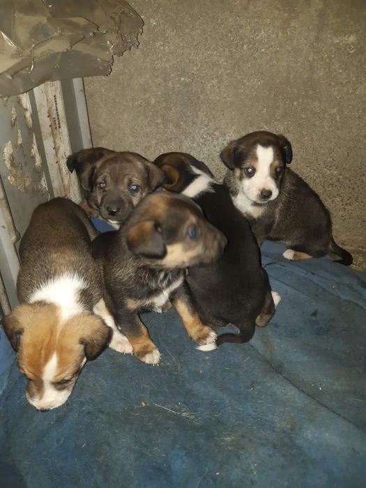 Donez catei metis Bucuresti Sectorul 3 • OLX.ro