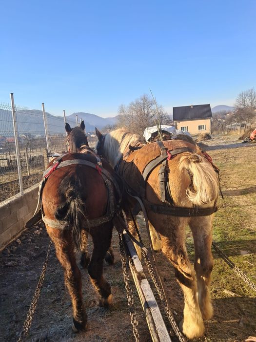Vînd 2 cai garantati Rebrisoara • OLX.ro