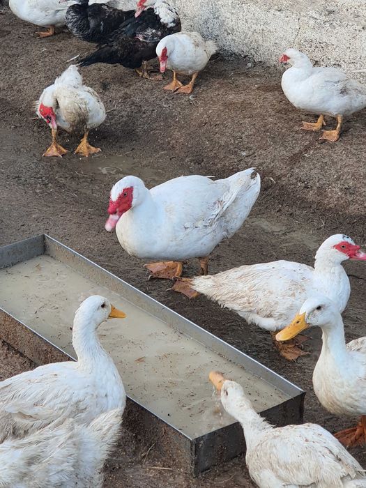 Boboci de rață gigant Isabella XXL Tulcea • OLX.ro