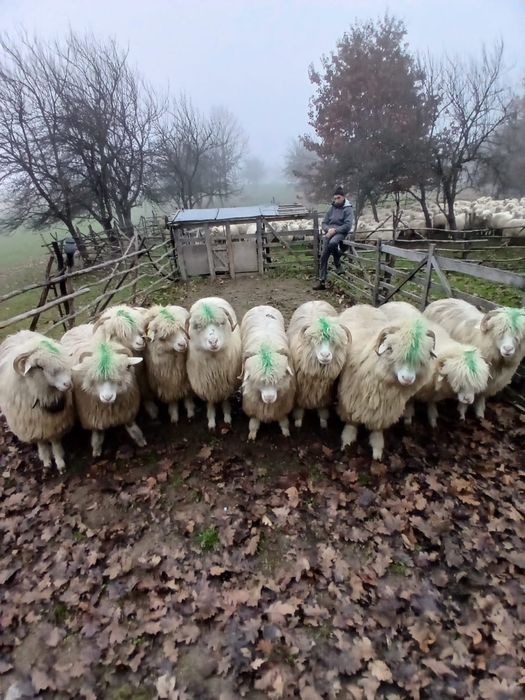 Vand 10. Finteusu Mare • OLX.ro