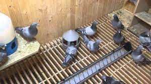 Gratar podea pentru voliera/boxa porumbei 6-8 mm Amati • OLX.ro