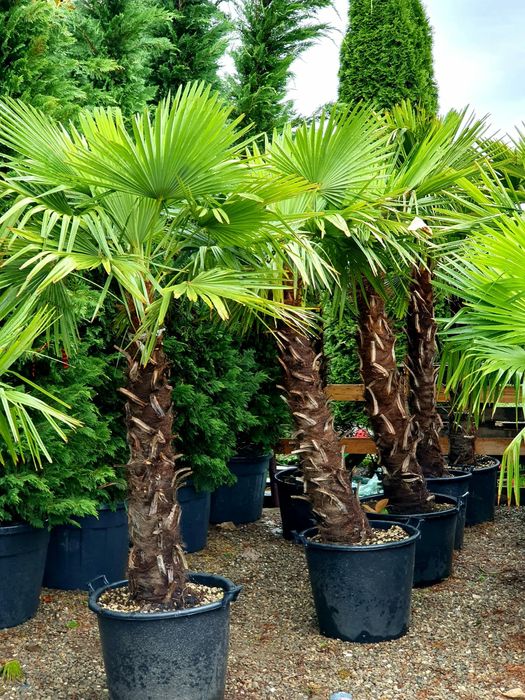 Platan, mesteacan,tei argintiu,catalpa,artar,arbori, arbusti leylandii ...