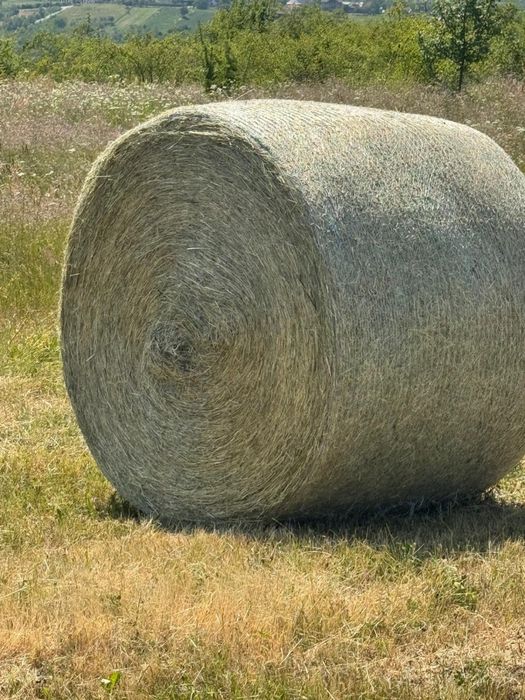 Baloti de fan cu lucerna Hurez • OLX.ro