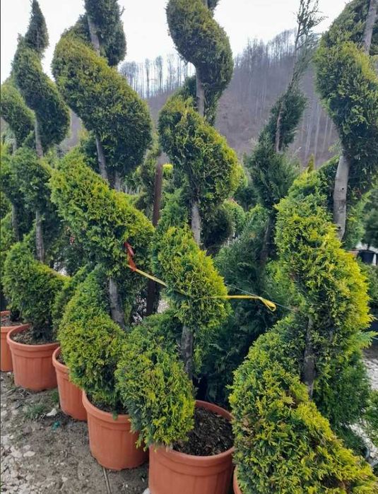 Mesteacan Tuia Smarald Tuia Spiral leilandy Buxus Aiud • OLX.ro
