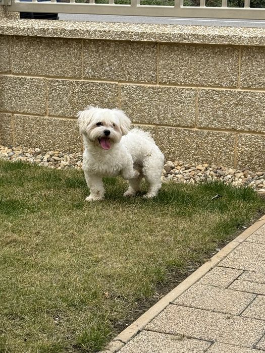 Mascul Bichon deosebit Pancota • OLX.ro