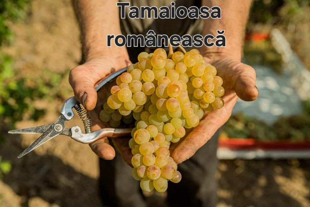 Butasi vita de vie Valeanca-Vilanesti • OLX.ro