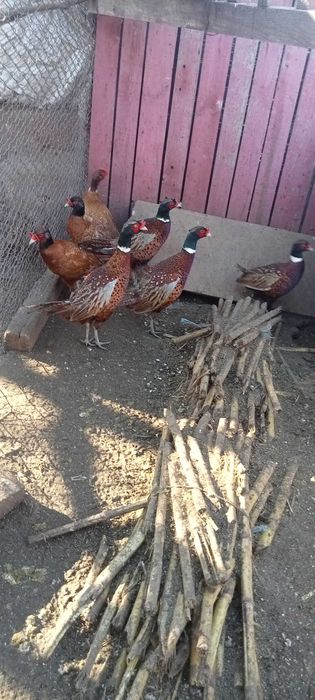 Fazani comuni de vânzare Constantin Gabrielescu • OLX.ro