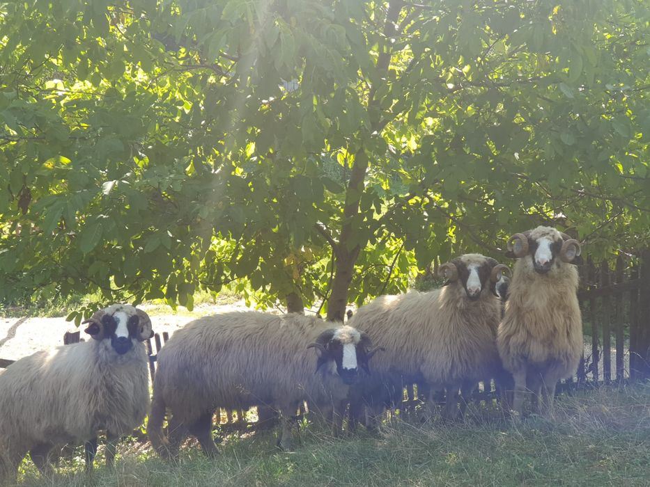 Vand berbeci breji cu certificat de origine! Pret de la 2000 lei ...