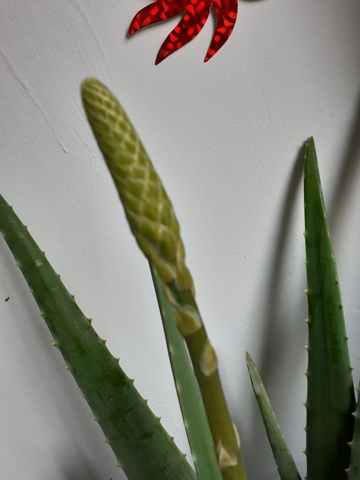 Aloe vera Barbadensis Mille,70 cm înălțime, peste 6 ani, boboc floare ...