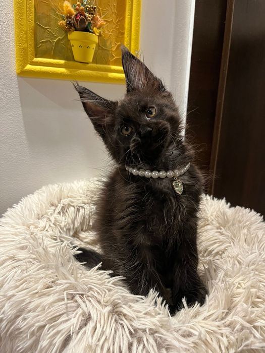 Baietel Maine Coon PEDIGREE Felisa Iasi • OLX.ro