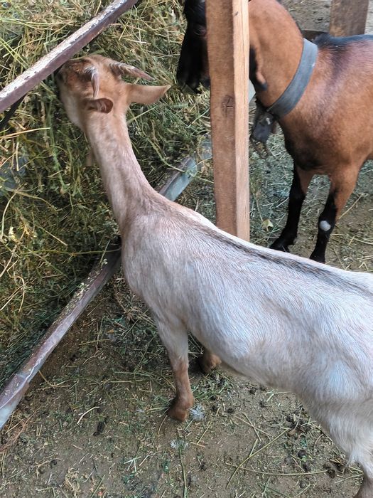 De vânzare capre alpine franceze Smardan • OLX.ro