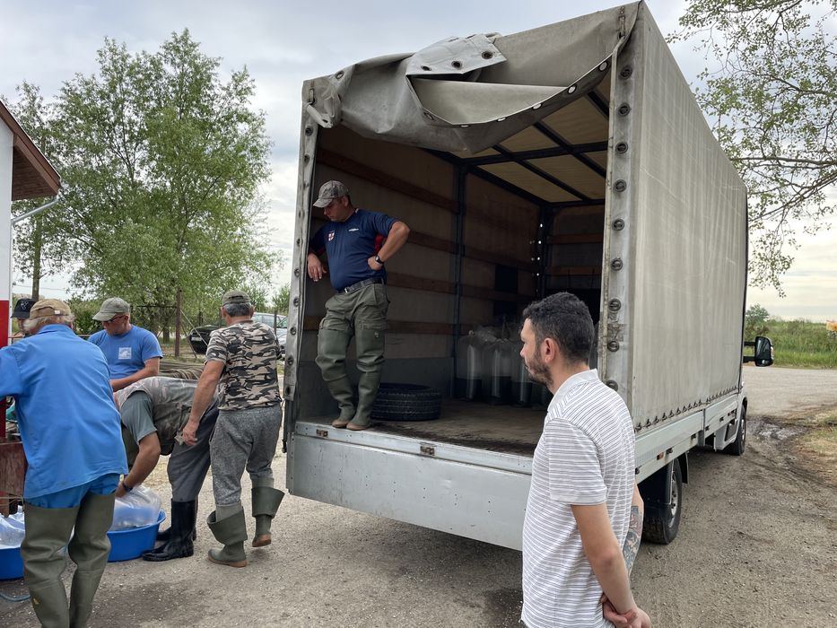 Vindem puiet crap, amur, cteno, novac, fitofag, cosas, singer, somn ...