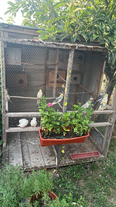 Papagali nimfe reproducatoare Gaesti • OLX.ro