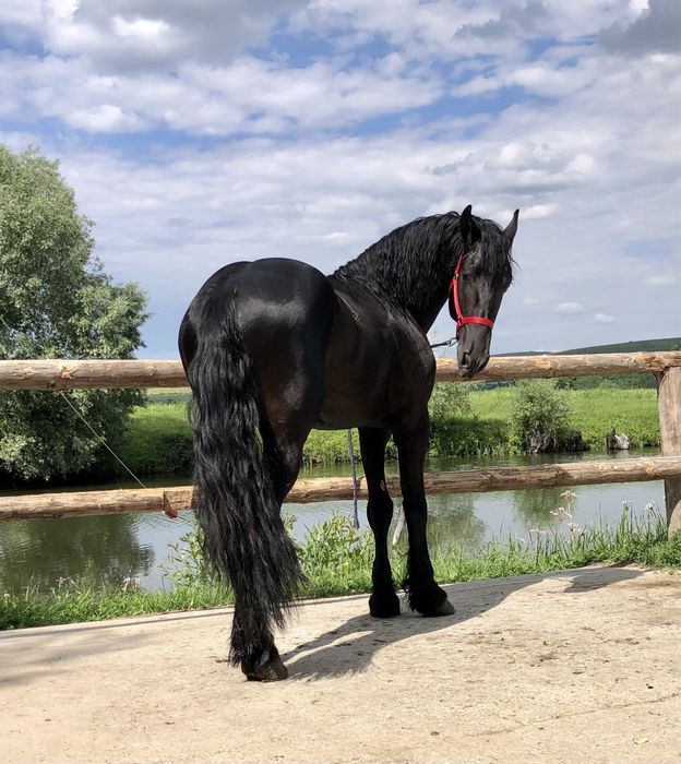 Friesieni Frizieni echitatie calarie Brasov • OLX.ro