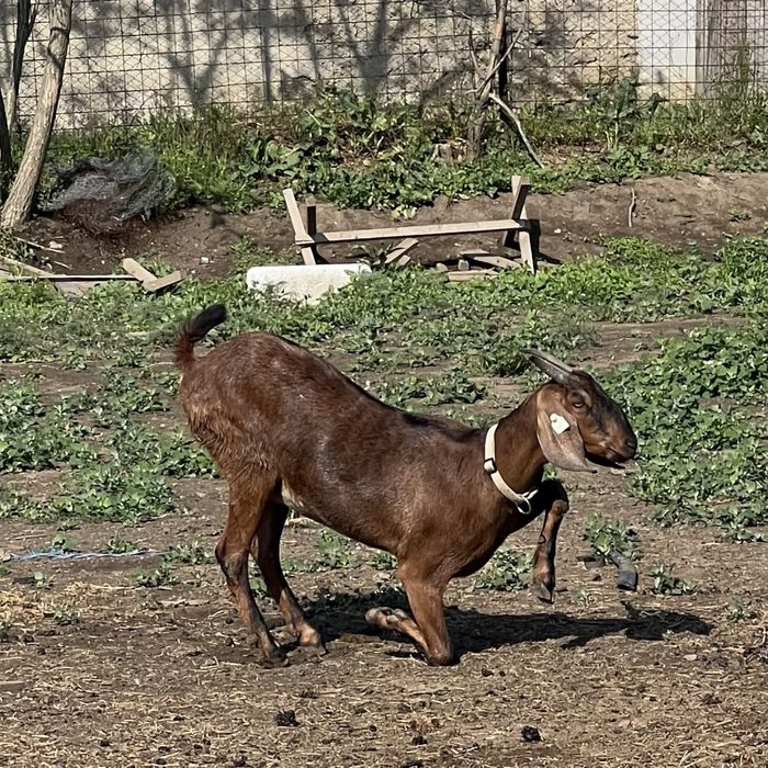 Vand Anglo nubiene cu certificat pedigree Sibioara • OLX.ro