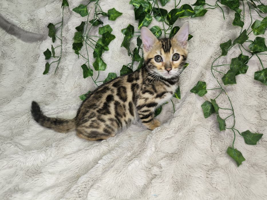 Vand fetita Bengal cu pedigree Oradea • OLX.ro