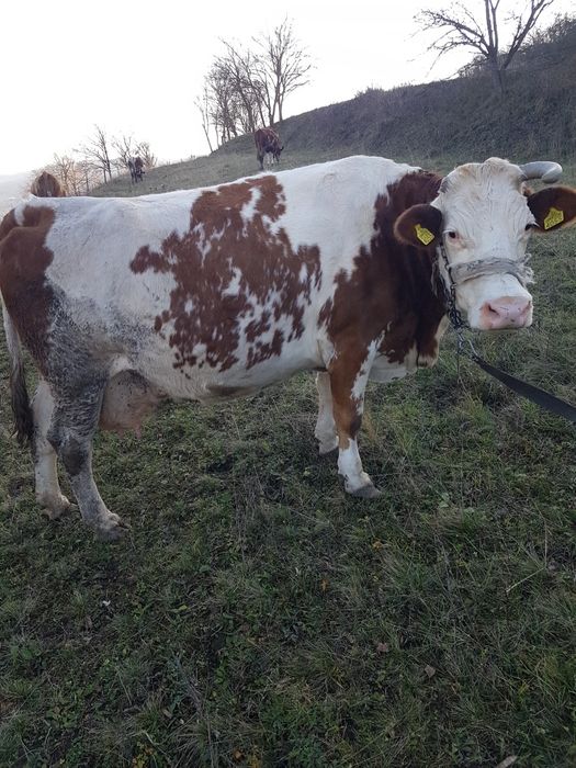 Vaca gestanta de vanzare Medias • OLX.ro