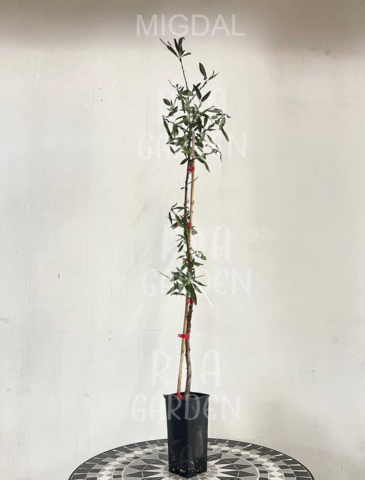 Pomi fructiferi columnari – Cais, Cireș, Măr, Măslin Migdal la ghiveci ...