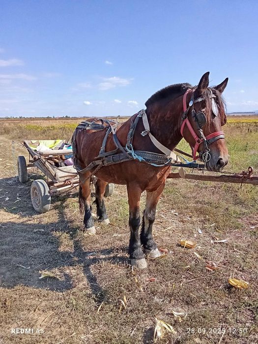 Vând iapa de 7 ani Costeiu • OLX.ro
