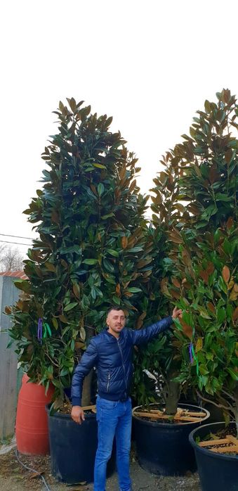 Vindem magnolia grandiflora tip tufa și copac Galati • OLX.ro