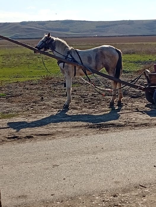 De vânzare manza de un an jumate sau schimb tot pe mânz sau cal Probota ...