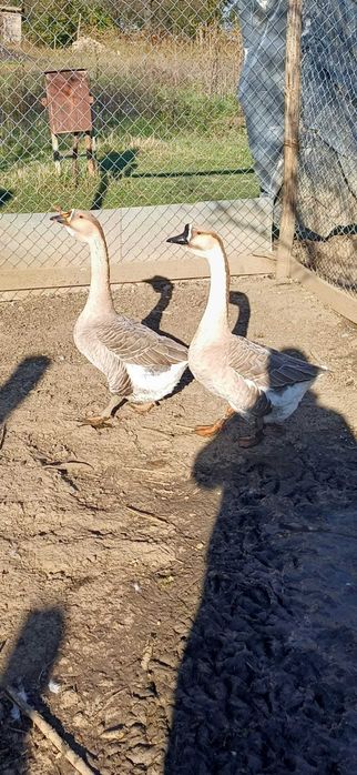 Gaste americane Salonta • OLX.ro