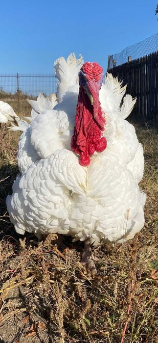 Curcani de carne, crescuți cu hrana bio de tara! Caldararu • OLX.ro