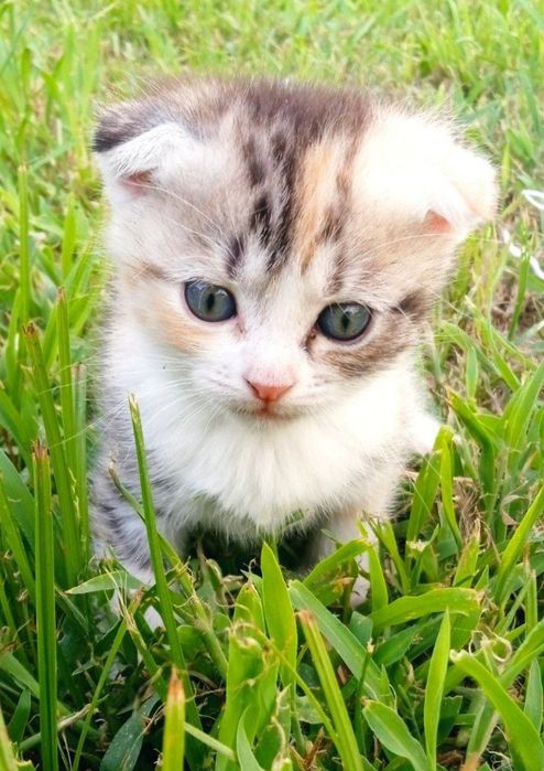 Мушукча киз бола: 500 000 so’m - Mushuklar Jizzax на Olx