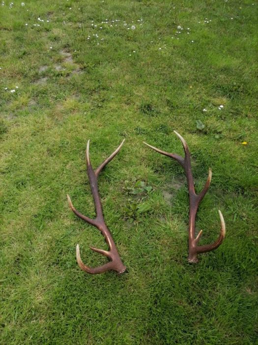 Coarne de cerb din Retezat!! Valea Daljii • OLX.ro