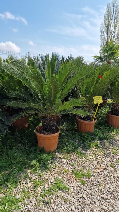 Palmier Cycas Ornamental Buzau • OLX.ro