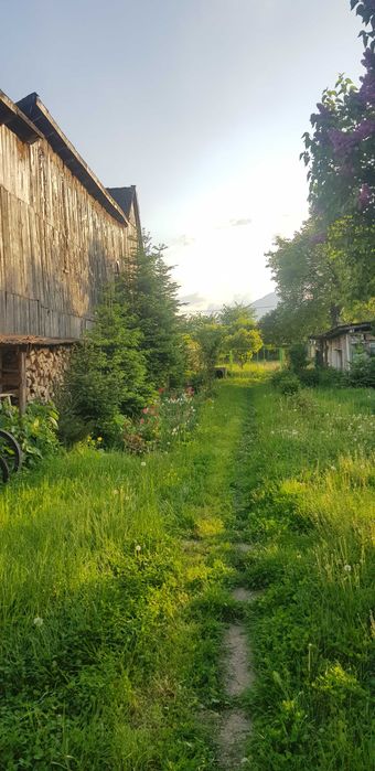 Casa, curte, livada Sacele • OLX.ro