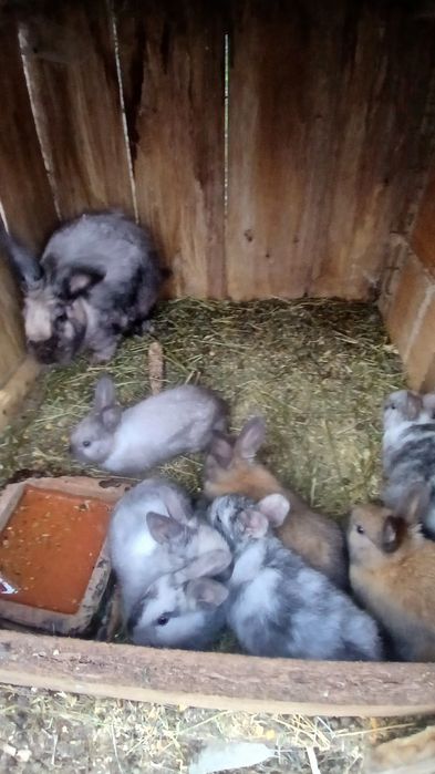 Vand pui de iepuri rex si corcituri din rex cu secuiesc Rediu • OLX.ro
