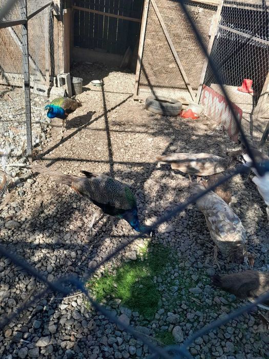 Pauni maturi de vanzare Gavanesti • OLX.ro