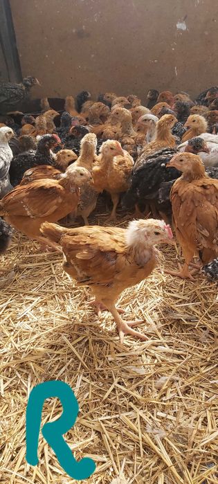 Pui rasa mixta carne si ouă Greci • OLX.ro