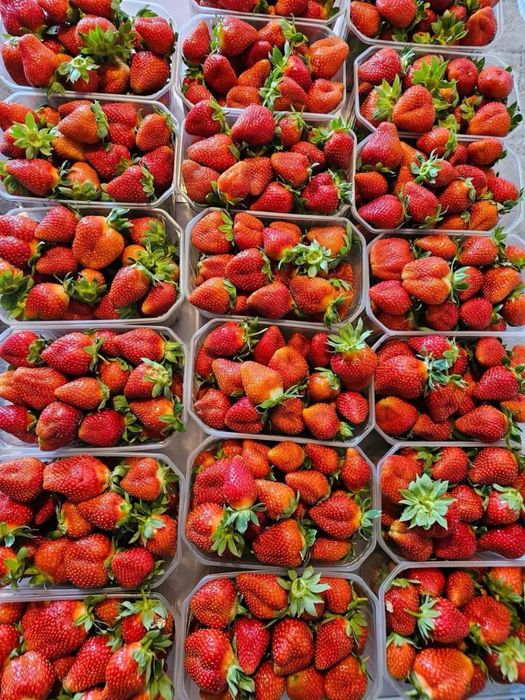 Capsuni Amandine și Murano Craiova • OLX.ro