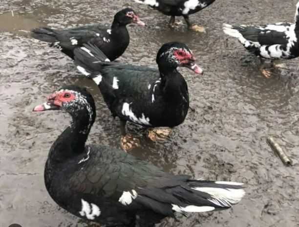 Oua rata leseasca pt incubat / oua rata muta/ oua incubat/ oua rata ...