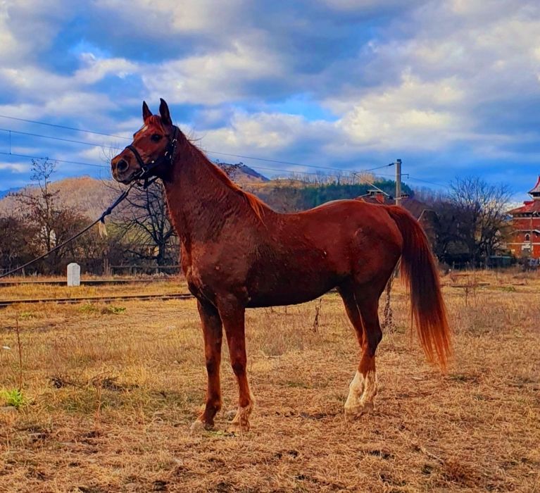 Cal iapa armasar pur sânge arab Darmanesti • OLX.ro