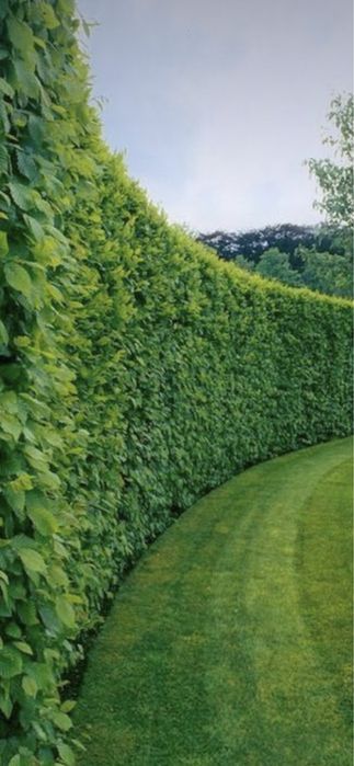 Plante pentr gard natural Satu Mare • OLX.ro