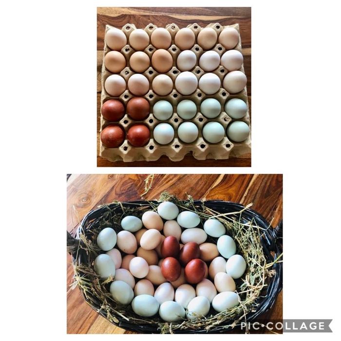 Gaini de rasa Și oua pentru incubat! Ghermanesti • OLX.ro