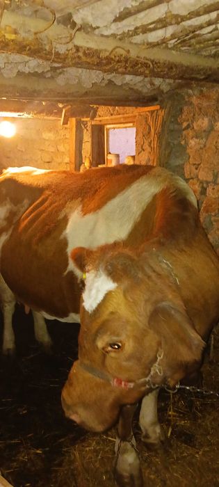 Vand vaca ,comuna Magura judetul Teleorman Magura • OLX.ro