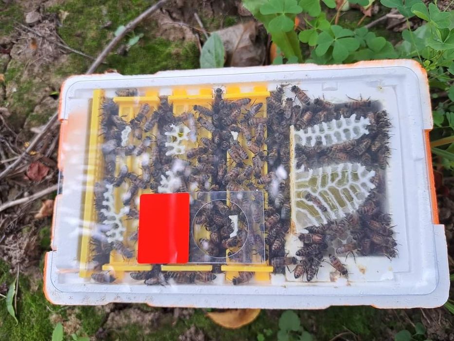 Matci Buckfast F1 Mathias Engel Germania Hunedoara • OLX.ro