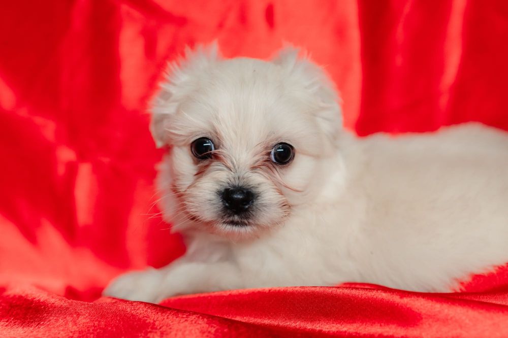 Bichon Maltez. Fetiță Nisiporesti • OLX.ro