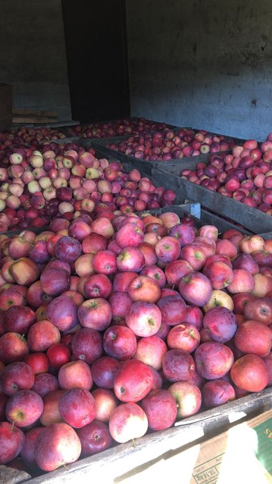 Mere de vânzare : ionatan , florina, idaret Suici • OLX.ro