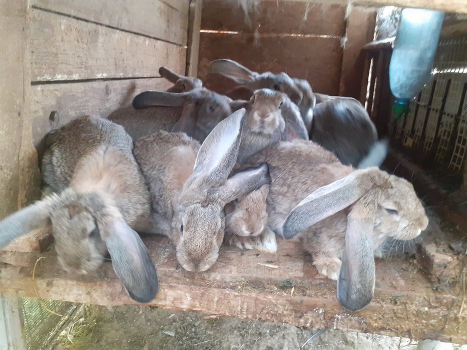 Iepuri urias german Iasi • OLX.ro