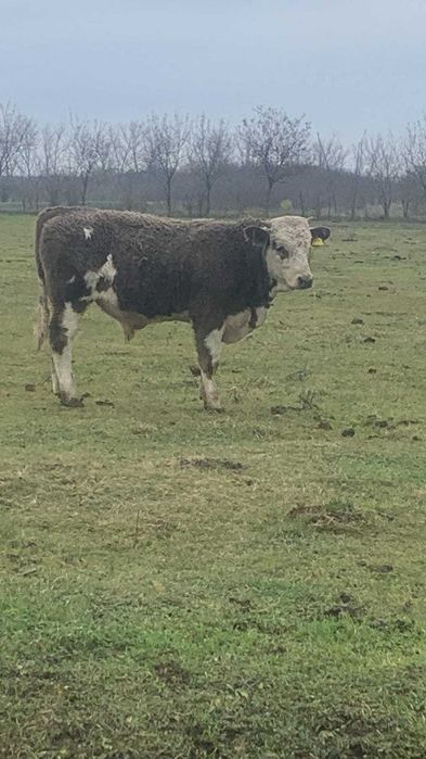 Taur si Tauras de vanzare Jimbolia • OLX.ro