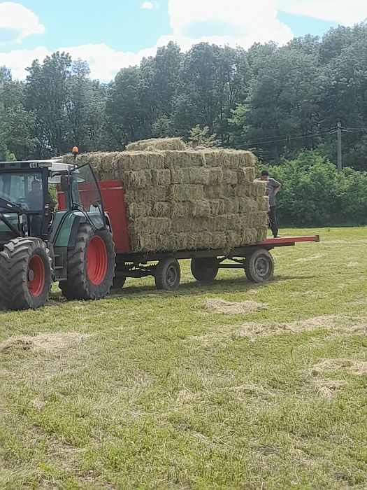 Baloti lucernă 2024 Potigrafu • OLX.ro