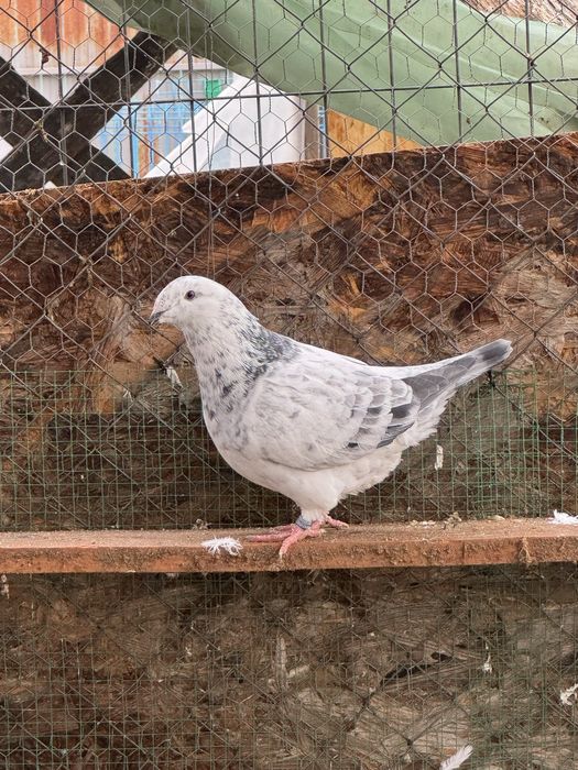 Porumbei standard 2025 Bals • OLX.ro