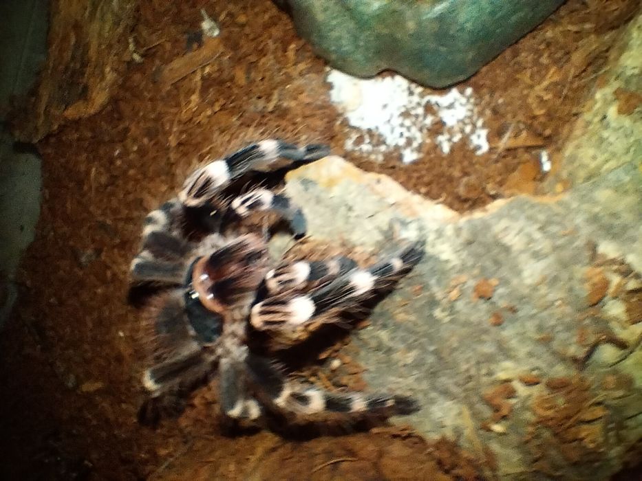 Giant white knee tarantula Jilava • OLX.ro